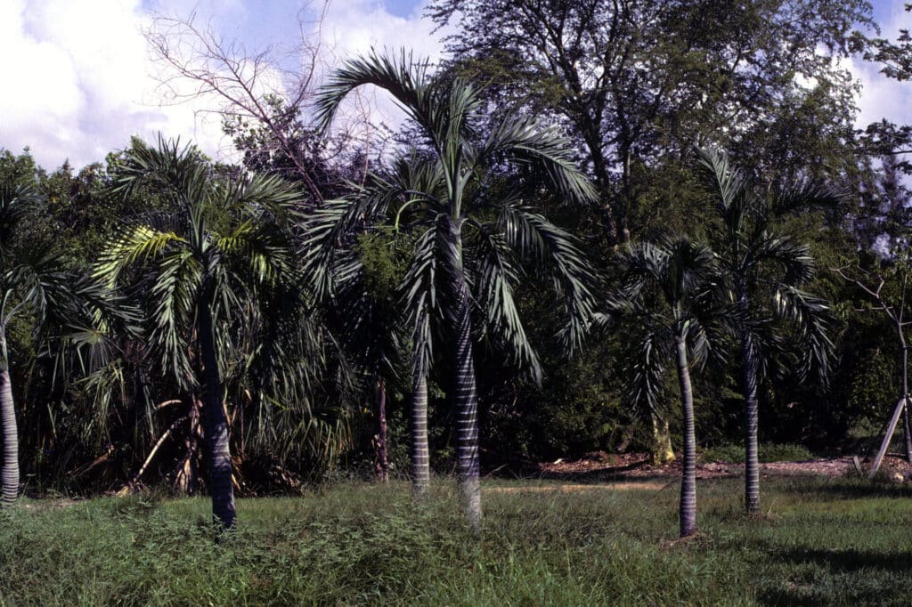 15 Remote Islands That Have Never Been Inhabited