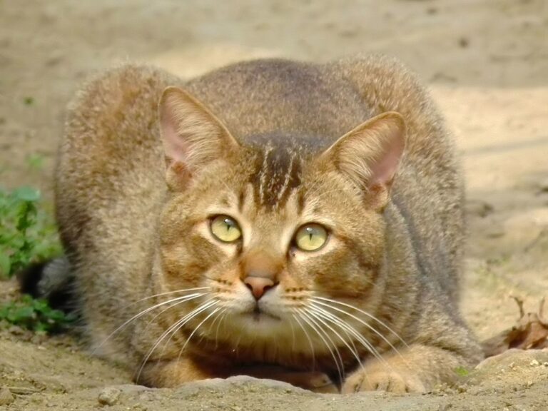 10 Unusual Cat Breeds You've Never Heard Of